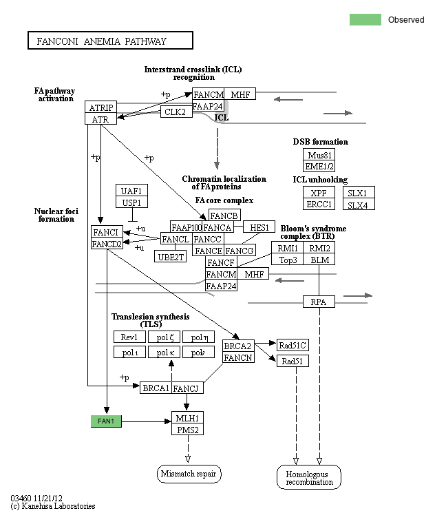 KEGG PATHWAY Fanconi Anemia Pathway Reference Pathway