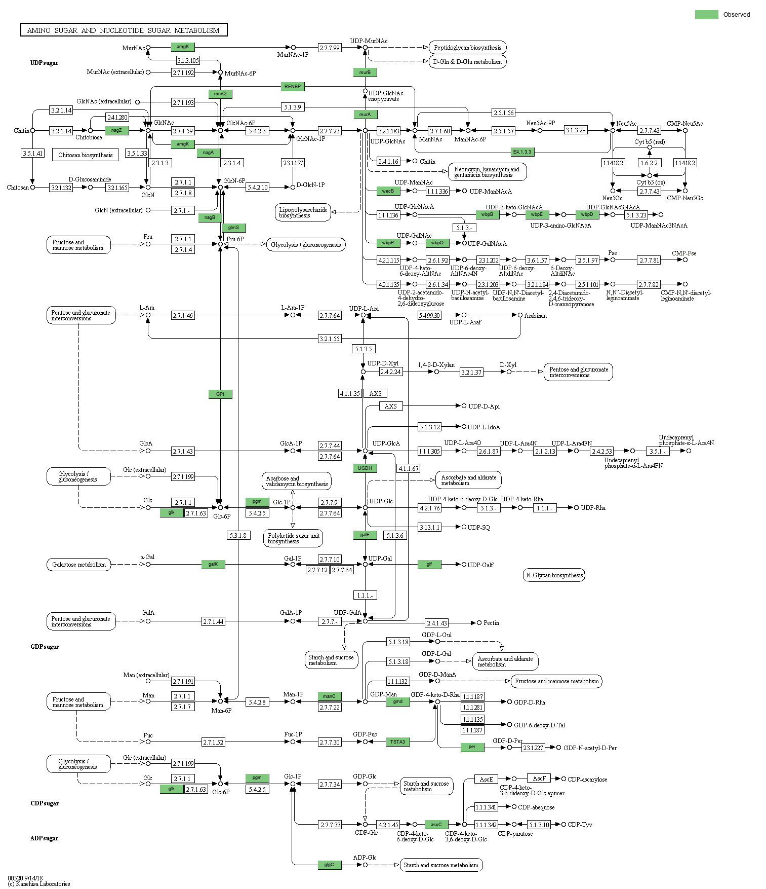 KEGG PATHWAY Amino Sugar And Nucleotide Sugar Metabolism Reference