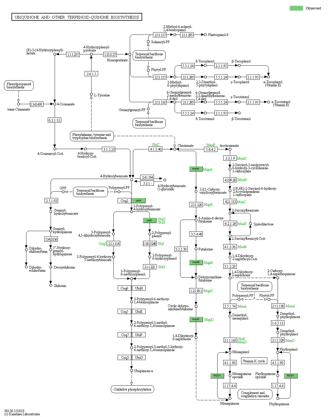 KEGG PATHWAY: Ubiquinone and other terpenoid-quinone biosynthesis ...