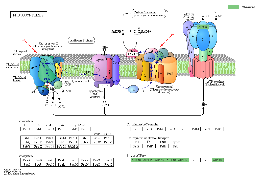 KEGG PATHWAY: Photosynthesis - Reference pathway