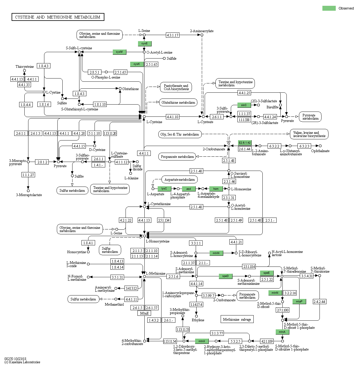 KEGG PATHWAY: Cysteine and methionine metabolism - Reference pathway