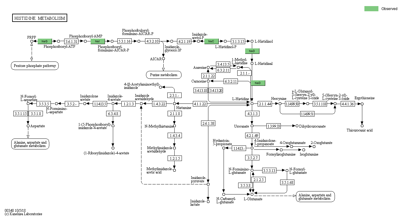 KEGG PATHWAY: Histidine metabolism - Reference pathway
