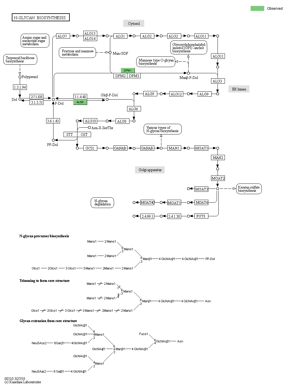 KEGG PATHWAY: N-Glycan biosynthesis - Reference pathway