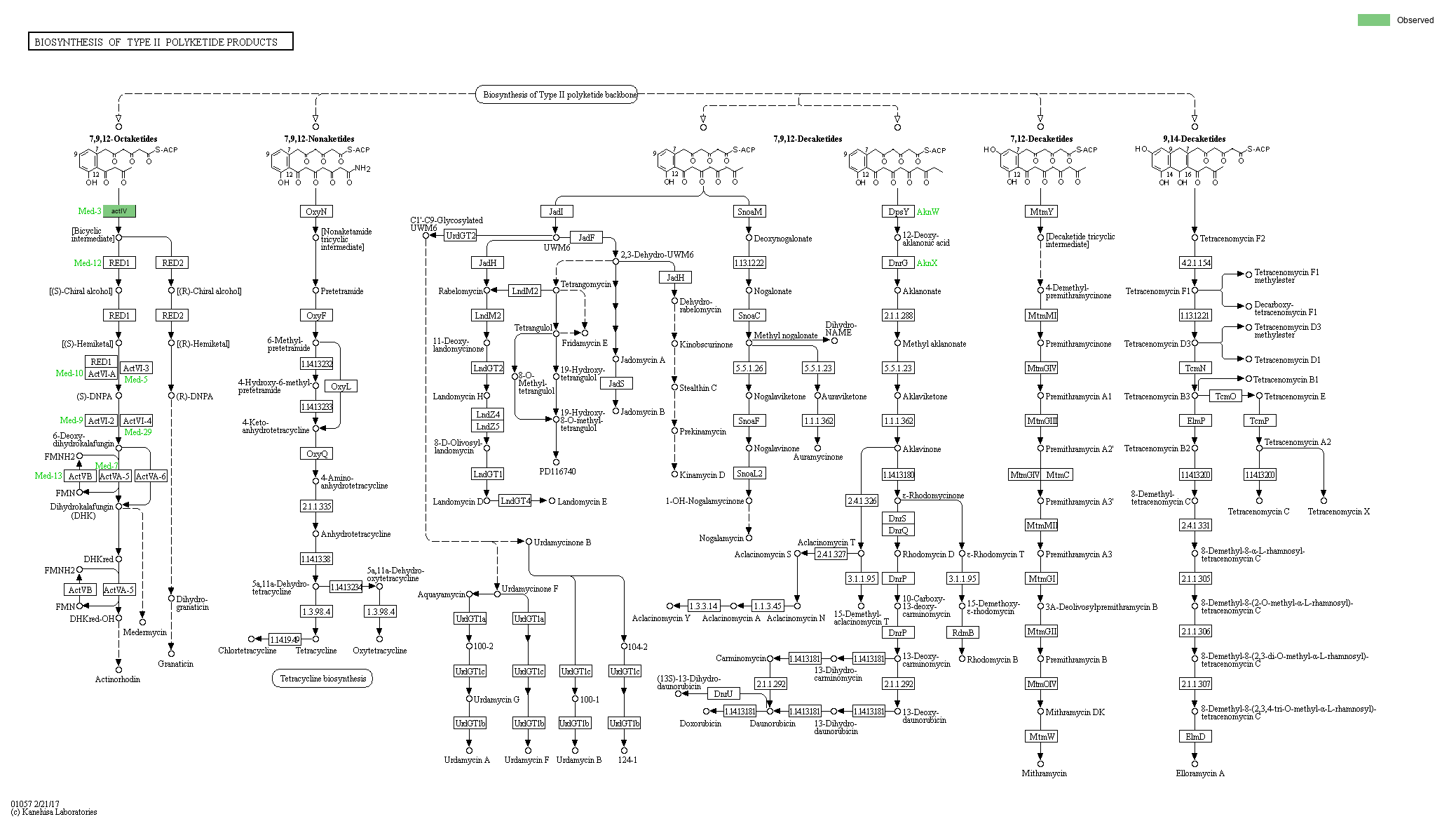 KEGG PATHWAY: Biosynthesis of type II polyketide products - Reference ...