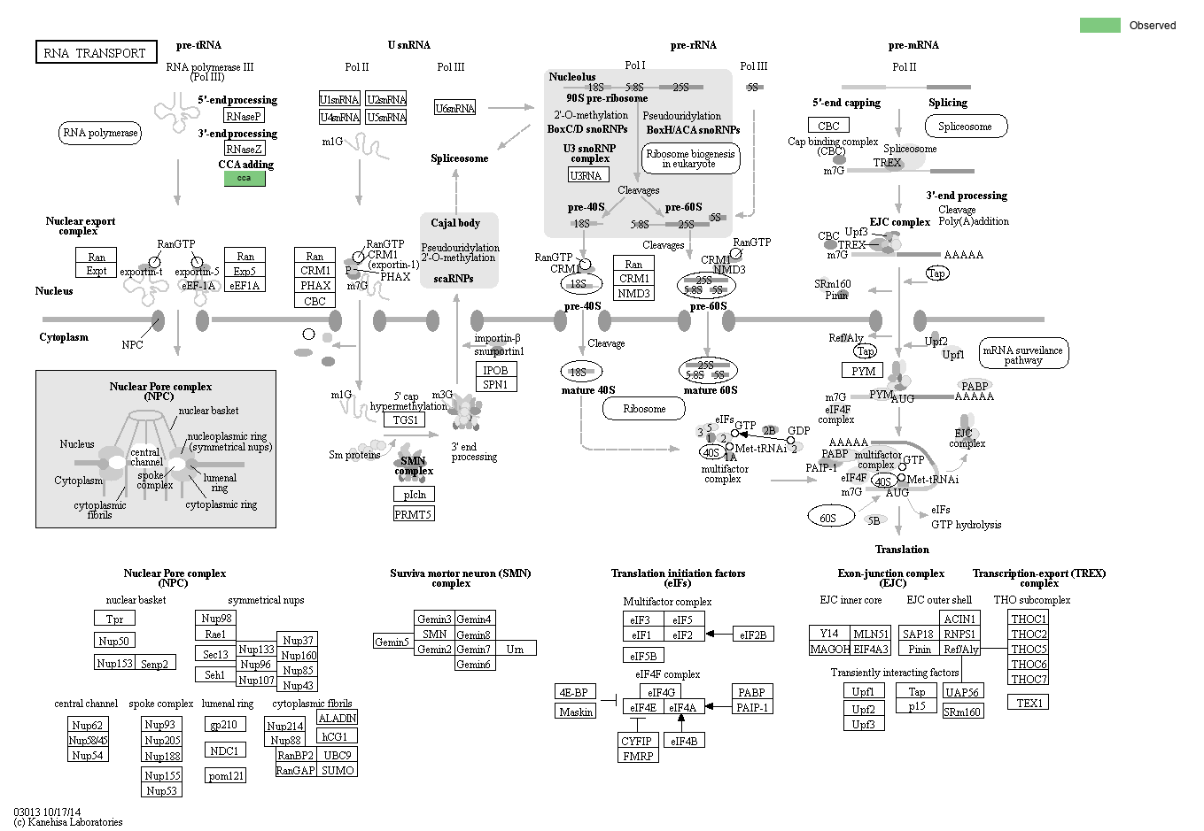KEGG PATHWAY: RNA transport - Reference pathway