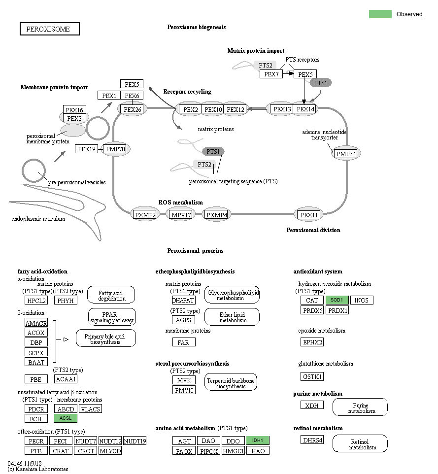 KEGG PATHWAY: Peroxisome - Reference pathway