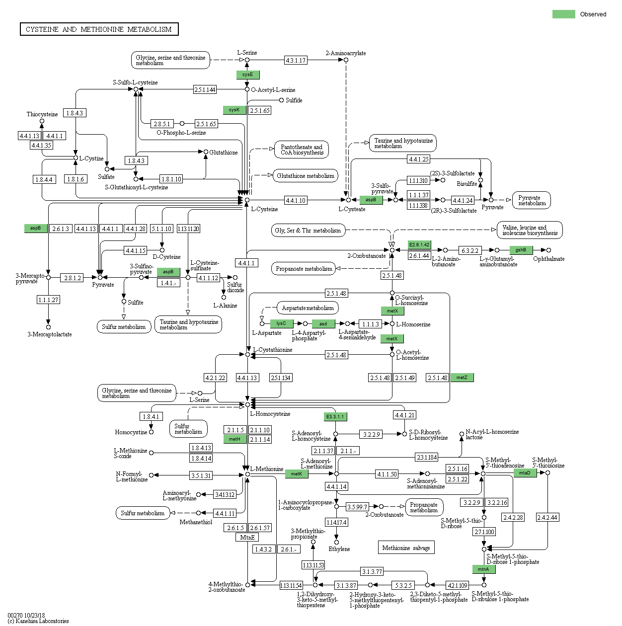 KEGG PATHWAY: Cysteine and methionine metabolism - Reference pathway