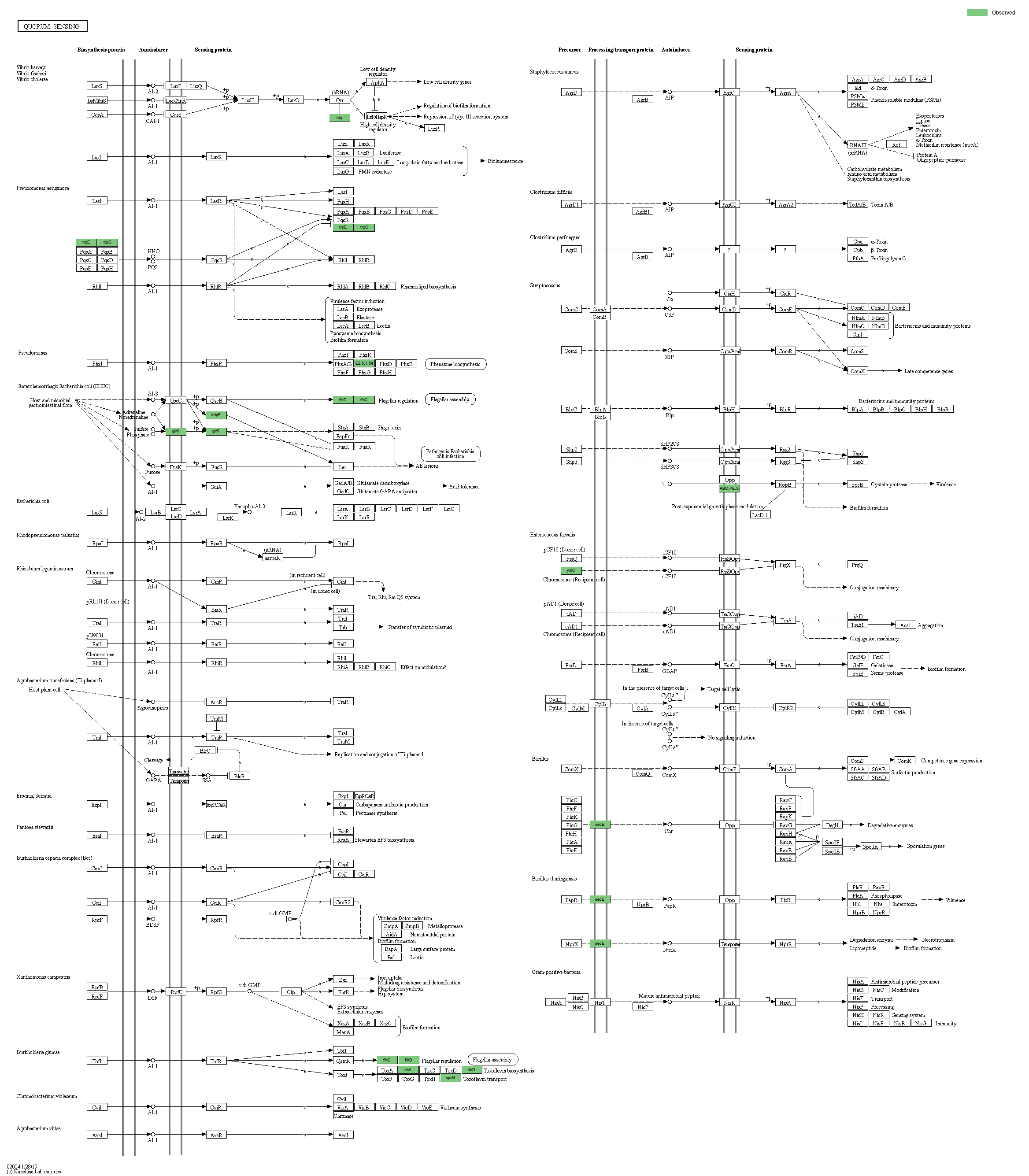 KEGG PATHWAY: Quorum sensing - Reference pathway