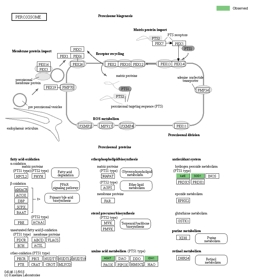 KEGG PATHWAY: Peroxisome - Reference pathway