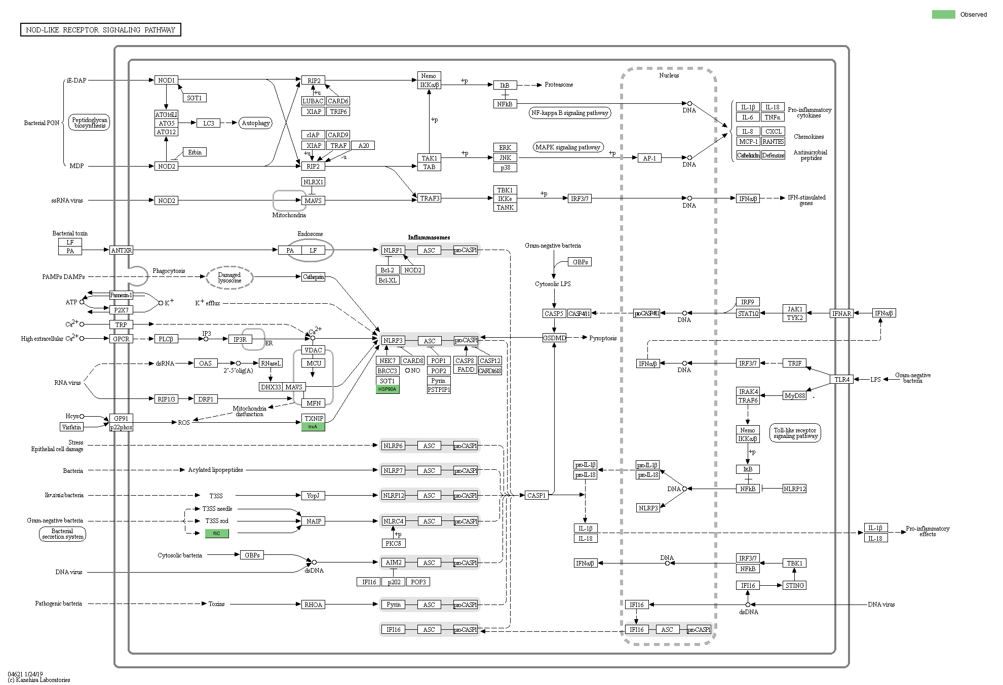 KEGG PATHWAY: NOD-like receptor signaling pathway - Reference pathway