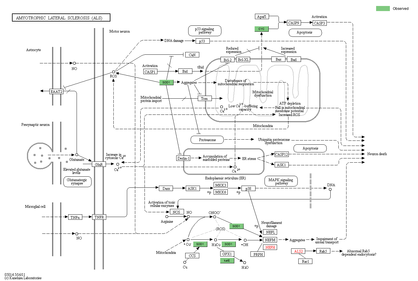 KEGG PATHWAY: Amyotrophic lateral sclerosis (ALS) - Reference pathway