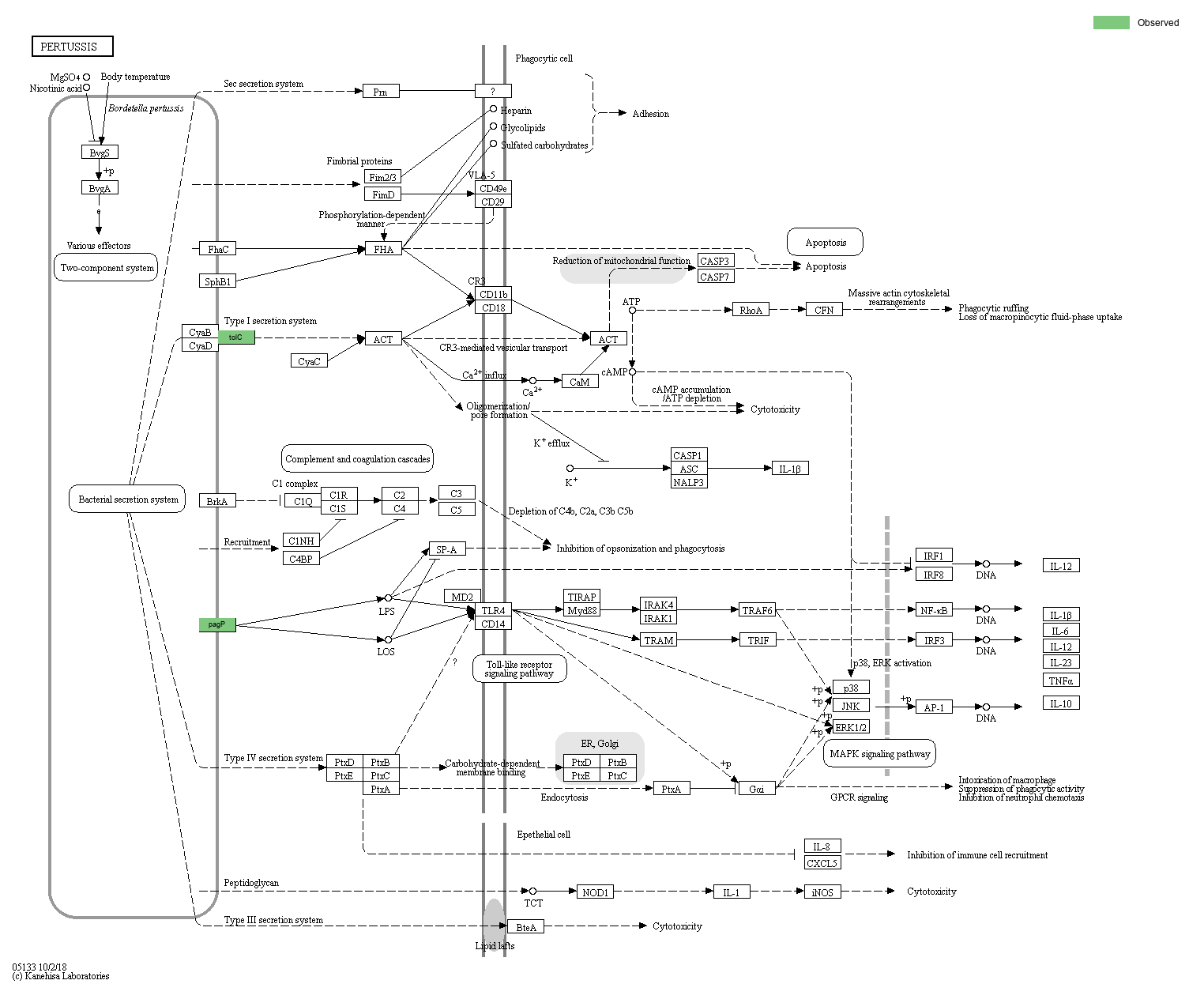 KEGG PATHWAY: Pertussis - Reference pathway