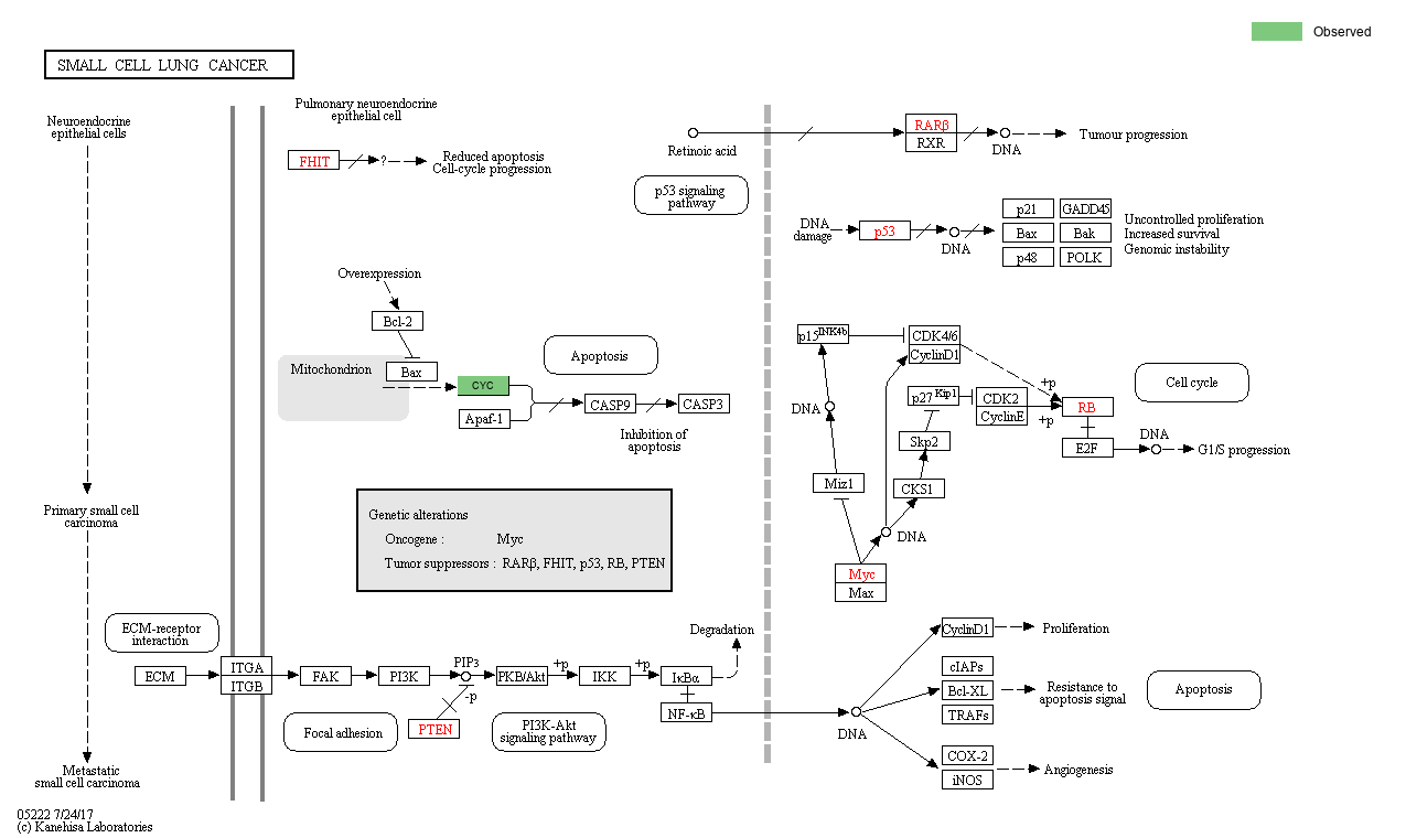 KEGG PATHWAY: Small cell lung cancer - Reference pathway