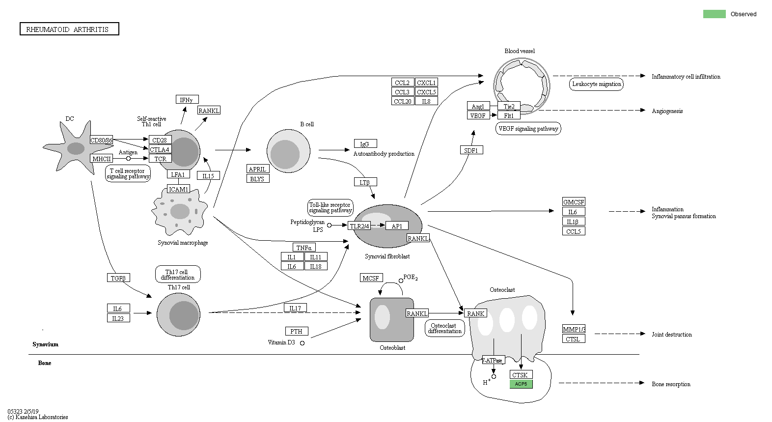 KEGG PATHWAY: Rheumatoid arthritis - Reference pathway