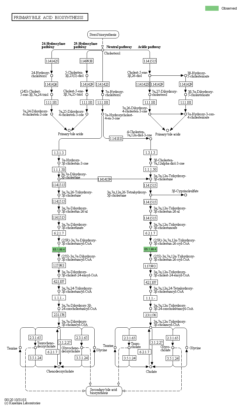 KEGG PATHWAY: Primary bile acid biosynthesis - Reference pathway