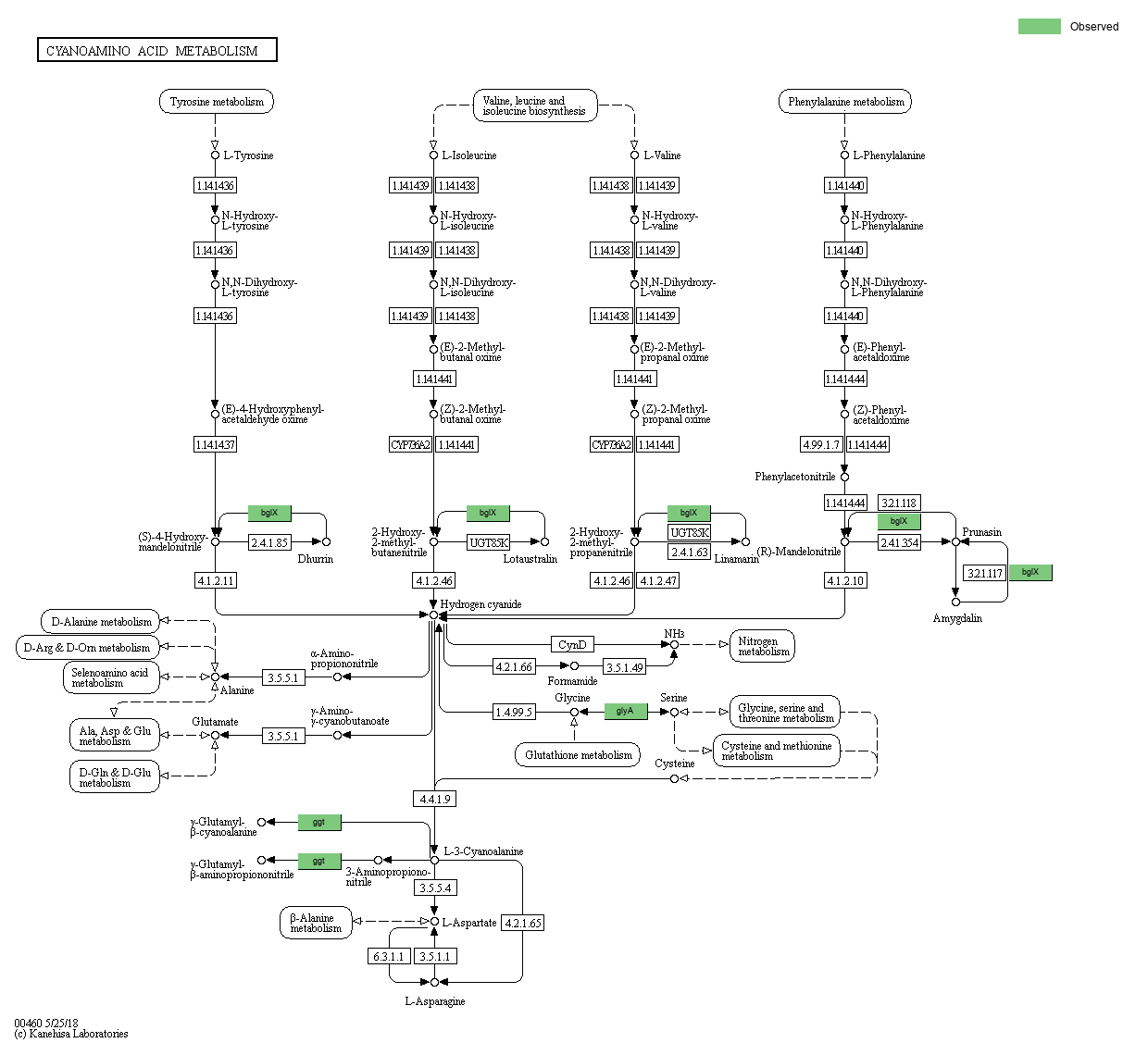 KEGG PATHWAY: Cyanoamino acid metabolism - Reference pathway