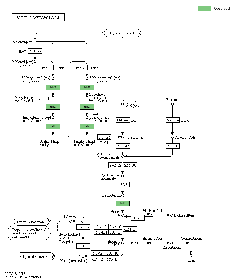 KEGG PATHWAY: Biotin metabolism - Reference pathway