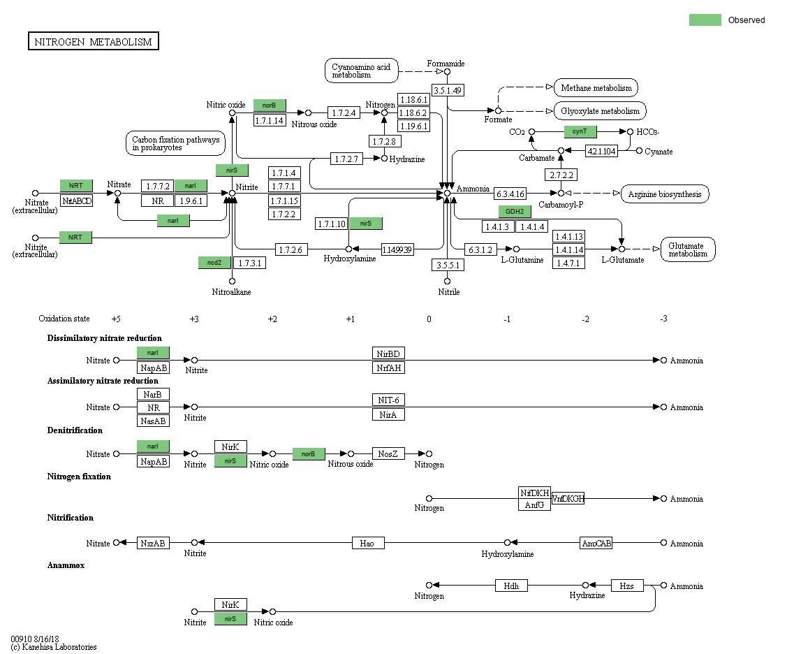 KEGG PATHWAY: Nitrogen metabolism - Reference pathway