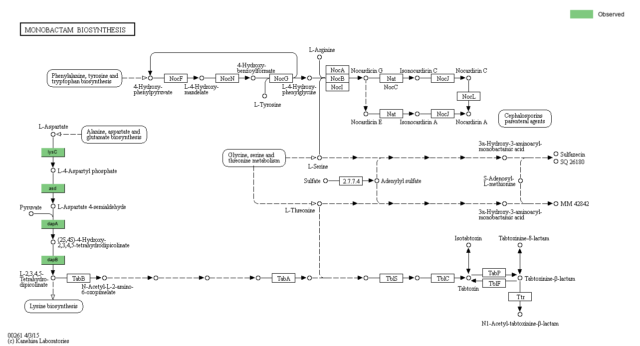 KEGG PATHWAY: Monobactam biosynthesis - Reference pathway