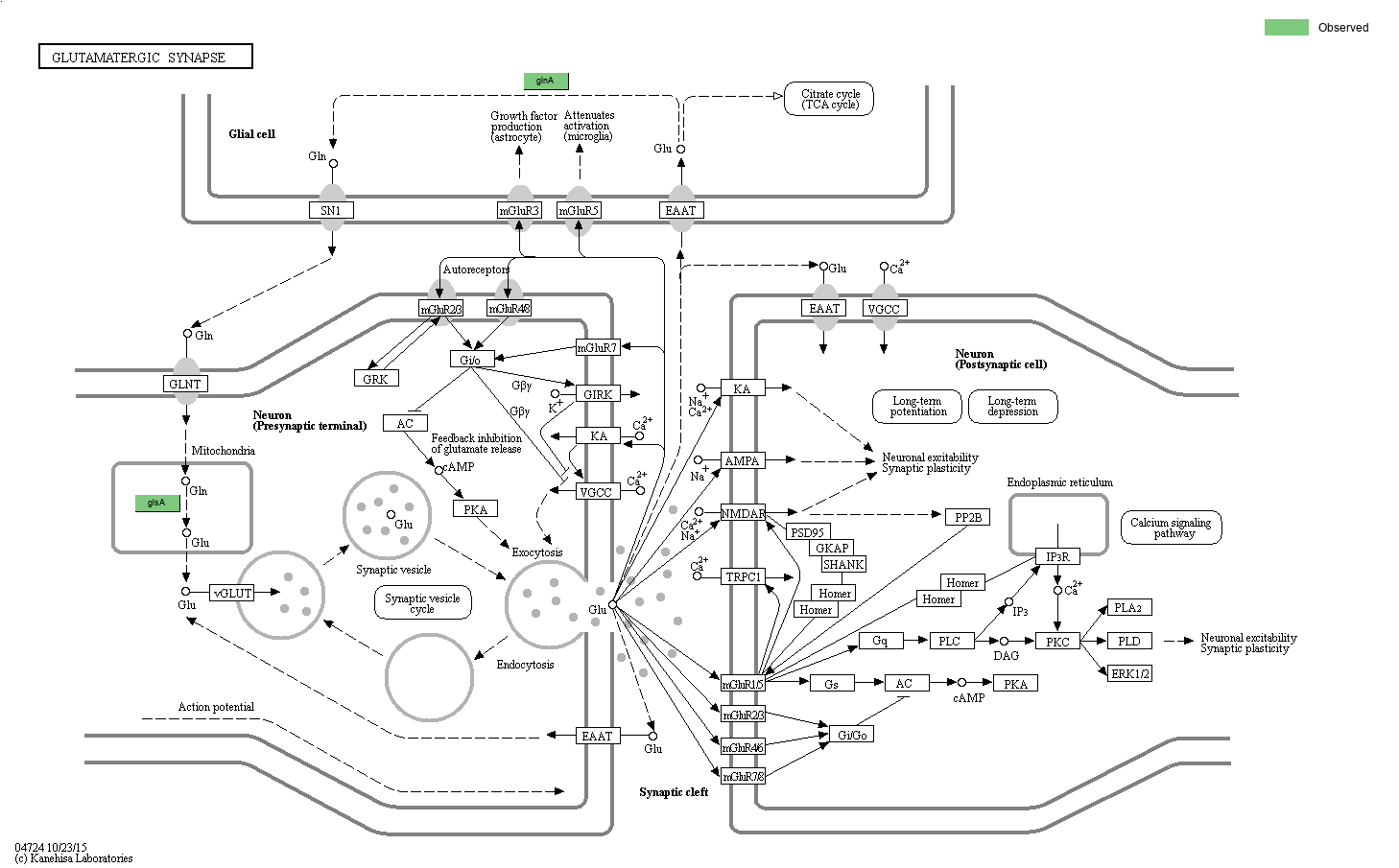 KEGG PATHWAY: Glutamatergic synapse - Reference pathway
