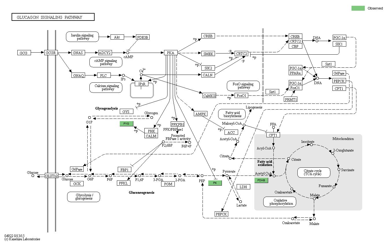 KEGG PATHWAY: Glucagon signaling pathway - Reference pathway
