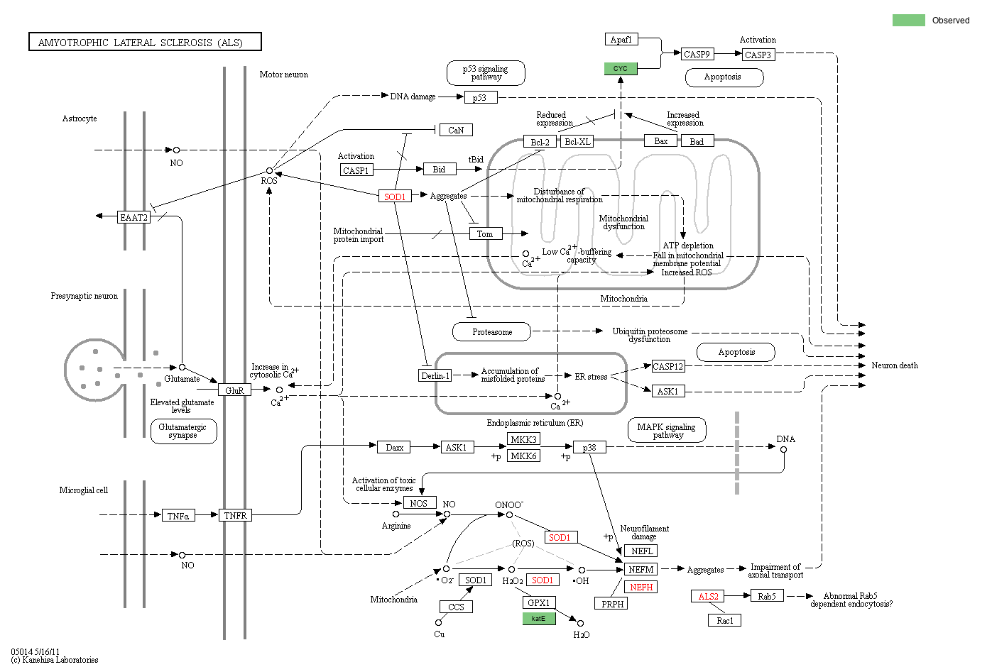KEGG PATHWAY: Amyotrophic lateral sclerosis (ALS) - Reference pathway