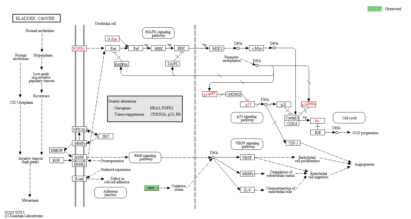 KEGG PATHWAY: Bladder cancer - Reference pathway