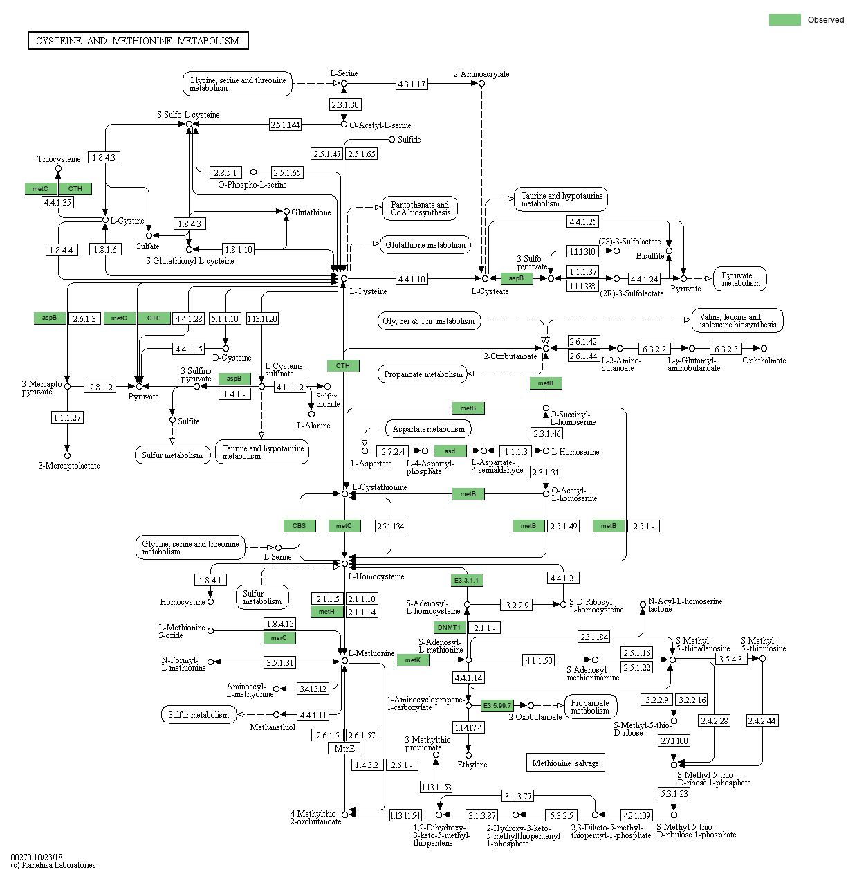 KEGG PATHWAY: Cysteine and methionine metabolism - Reference pathway