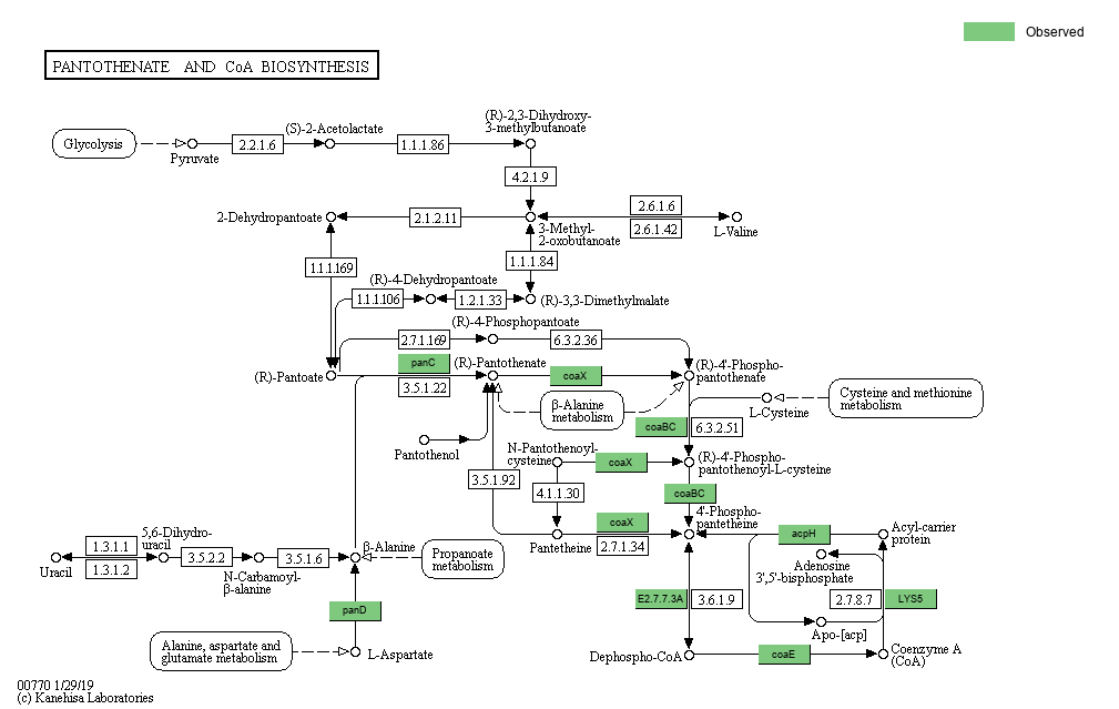 KEGG PATHWAY: Pantothenate and CoA biosynthesis - Reference pathway