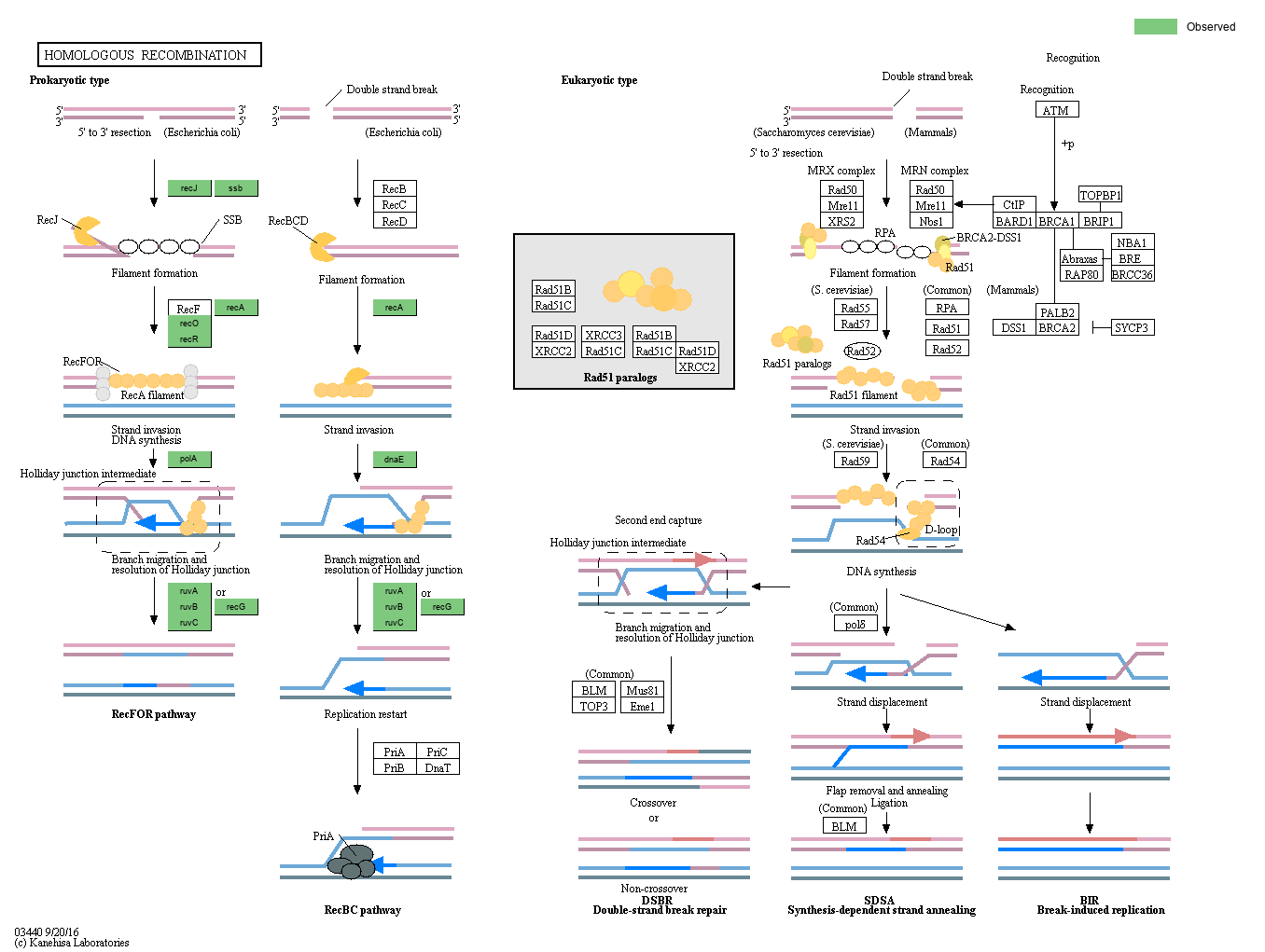KEGG PATHWAY: Homologous recombination - Reference pathway
