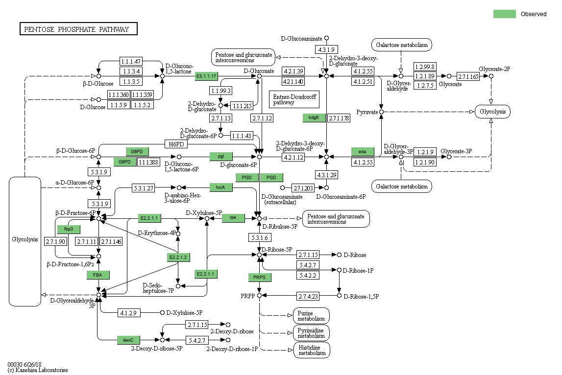 KEGG PATHWAY: Pentose phosphate pathway - Reference pathway