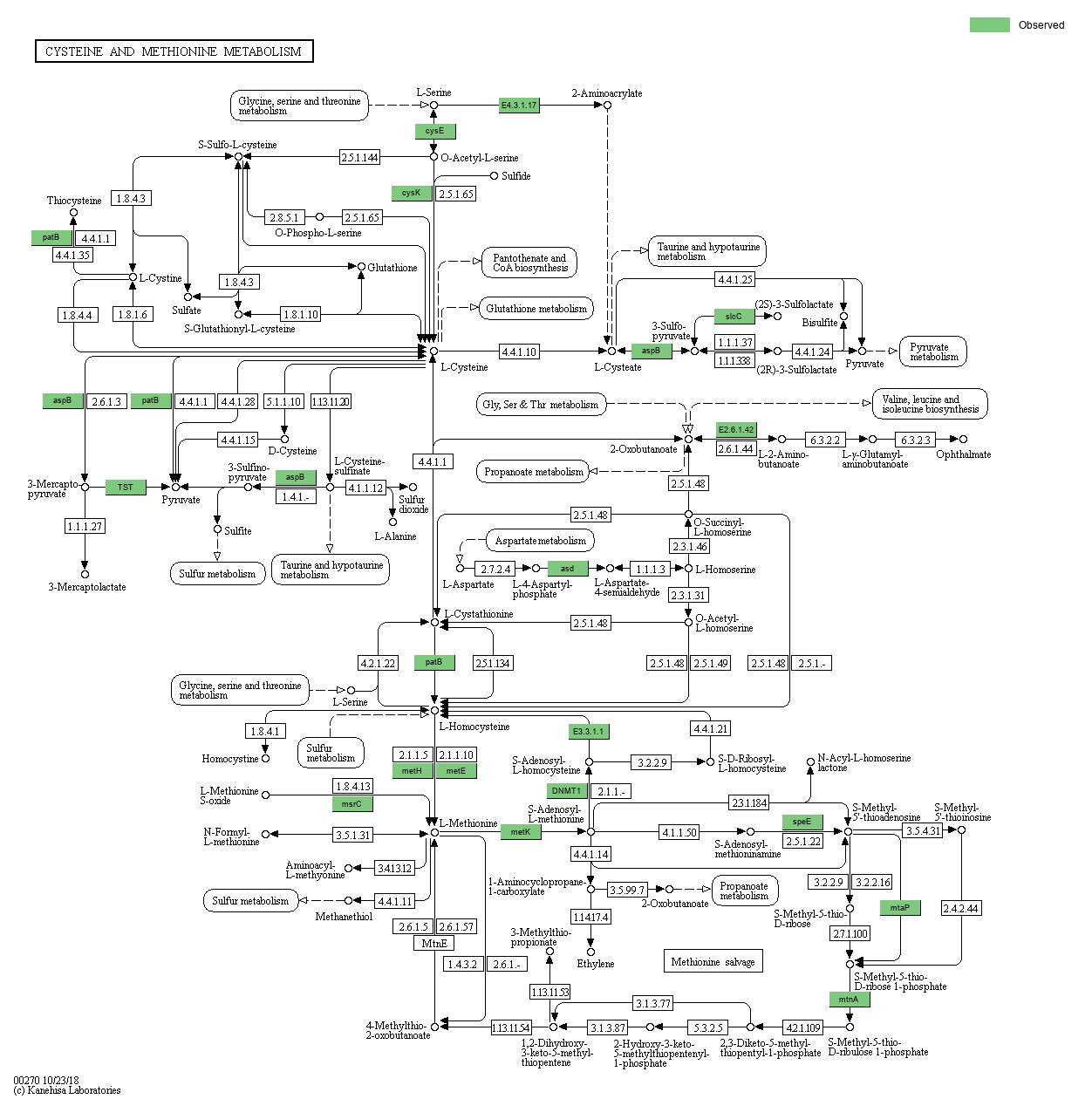 KEGG PATHWAY: Cysteine and methionine metabolism - Reference pathway