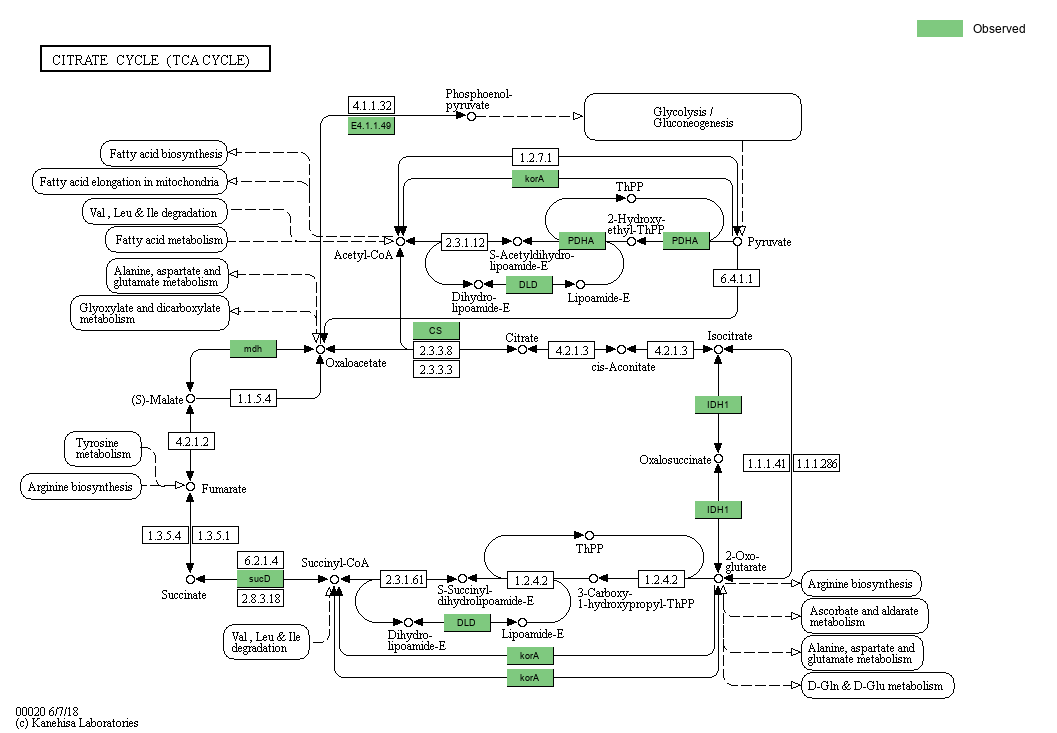 KEGG PATHWAY: Citrate cycle (TCA cycle) - Reference pathway
