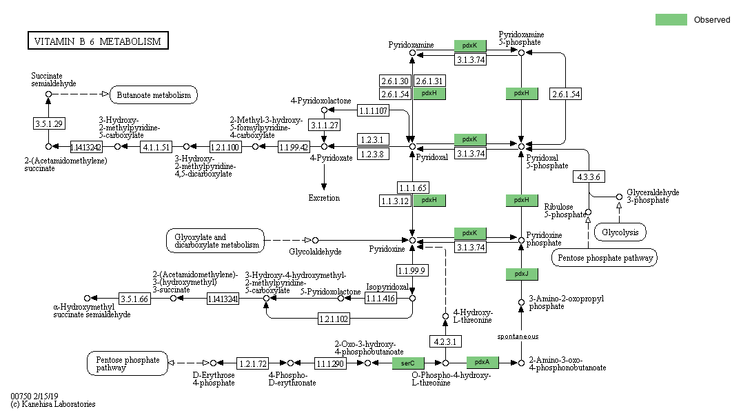 KEGG PATHWAY: Vitamin B6 metabolism - Reference pathway