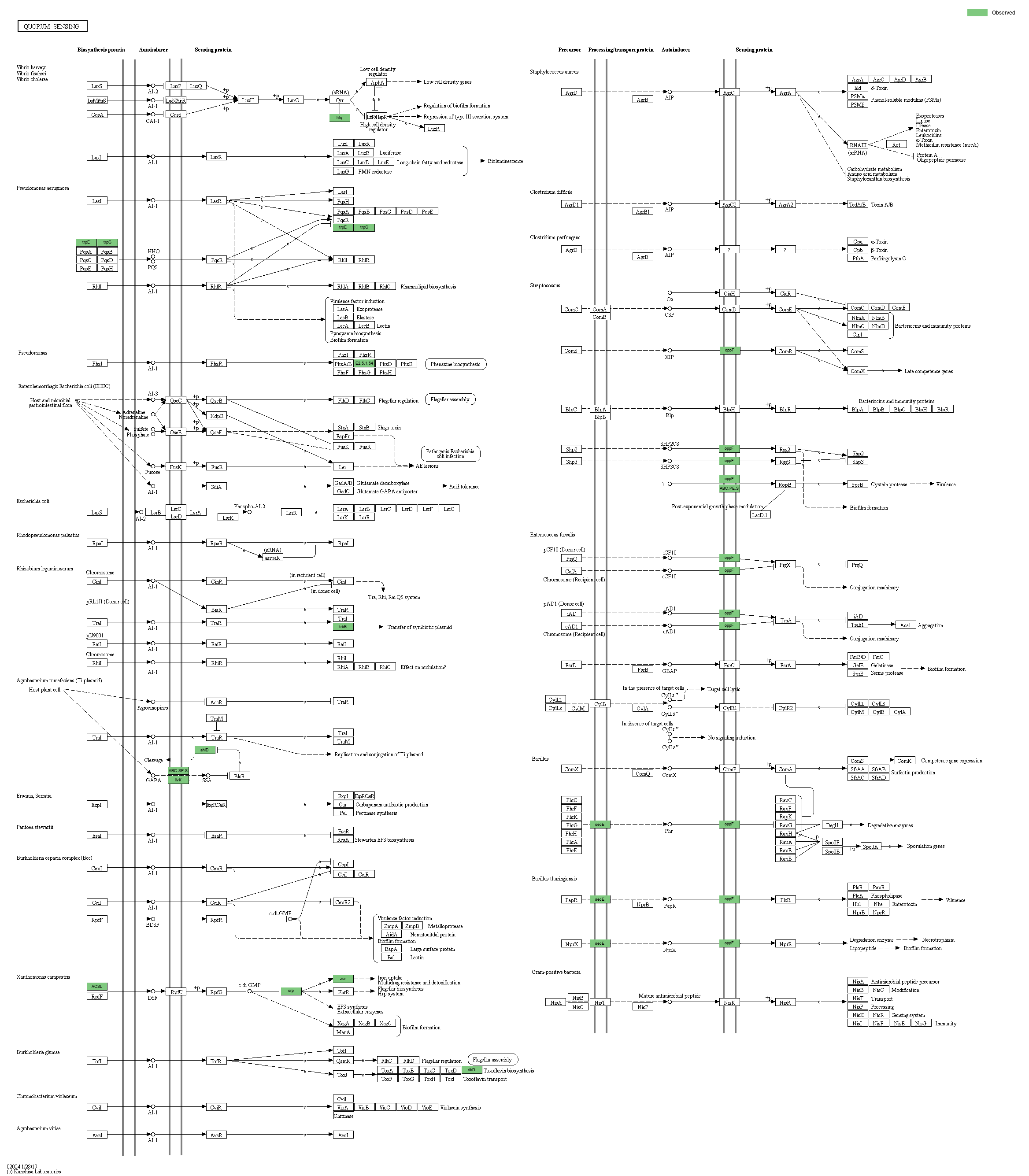 KEGG PATHWAY: Quorum sensing - Reference pathway