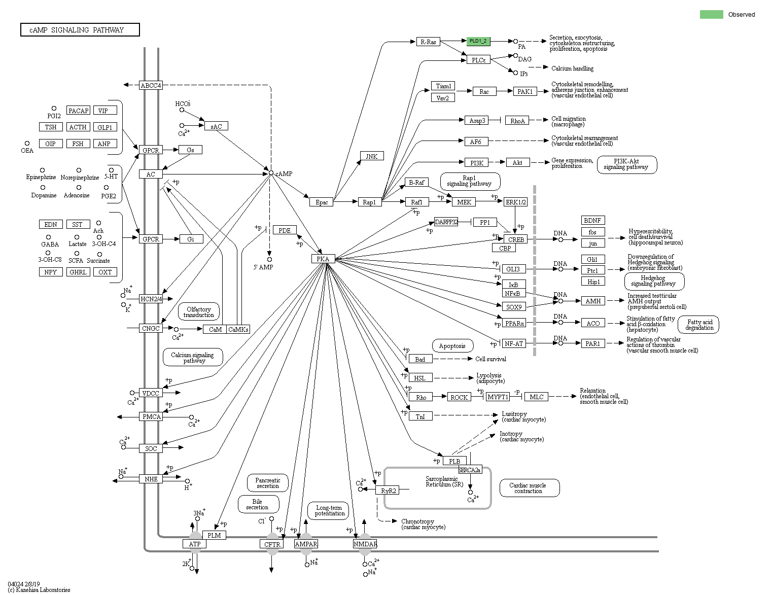 KEGG PATHWAY: cAMP signaling pathway - Reference pathway