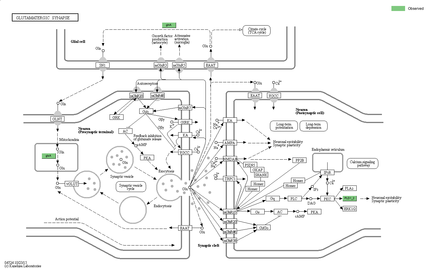 KEGG PATHWAY: Glutamatergic synapse - Reference pathway