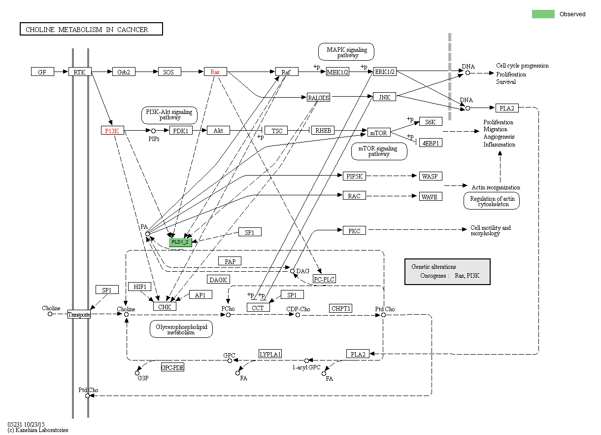 KEGG PATHWAY: Choline metabolism in cancer - Reference pathway