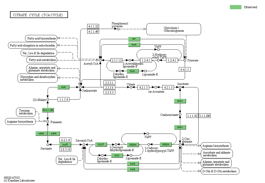 KEGG PATHWAY: Citrate cycle (TCA cycle) - Reference pathway