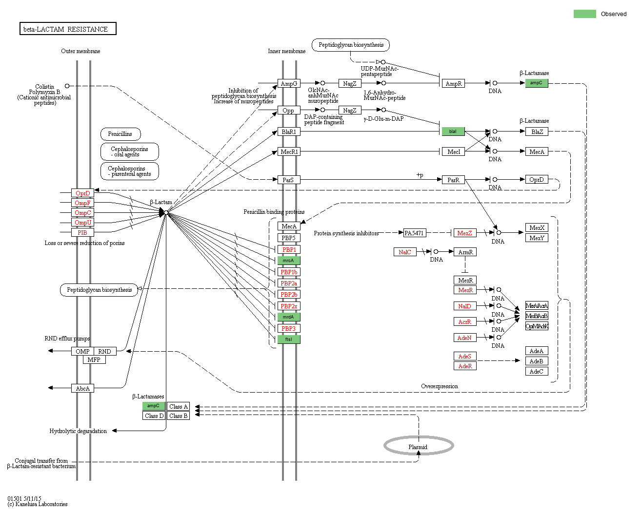 KEGG PATHWAY: beta-Lactam resistance - Reference pathway