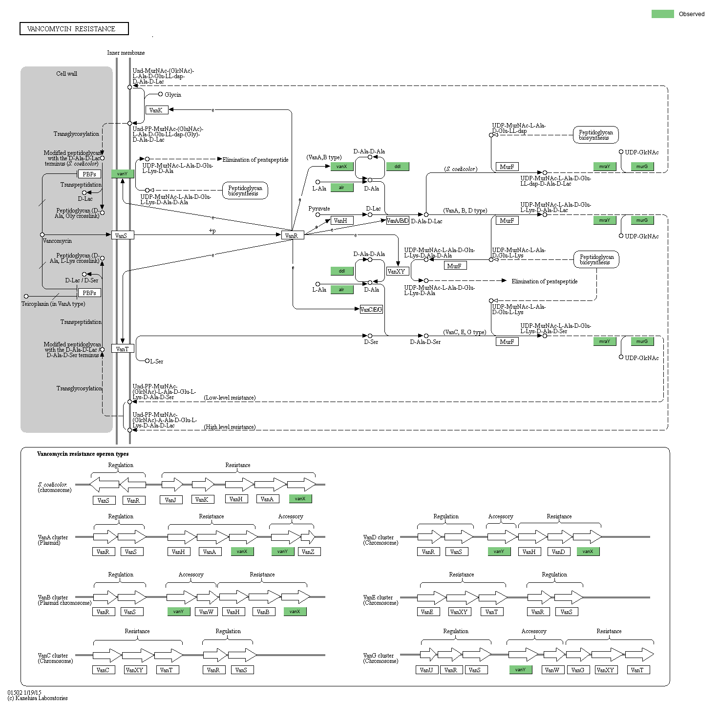 KEGG PATHWAY: Vancomycin resistance - Reference pathway