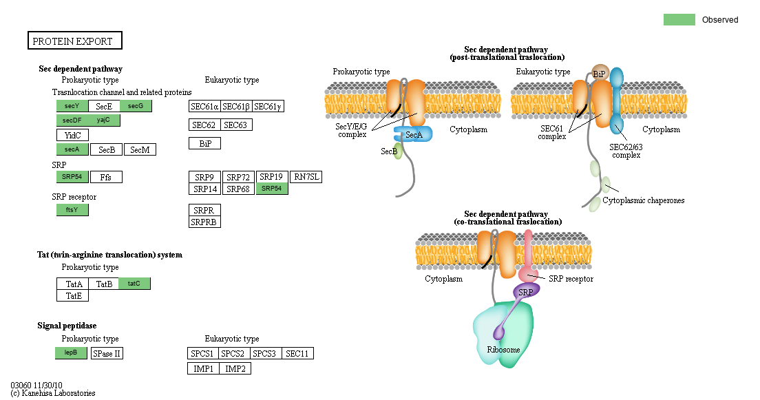 KEGG PATHWAY: Protein export - Reference pathway