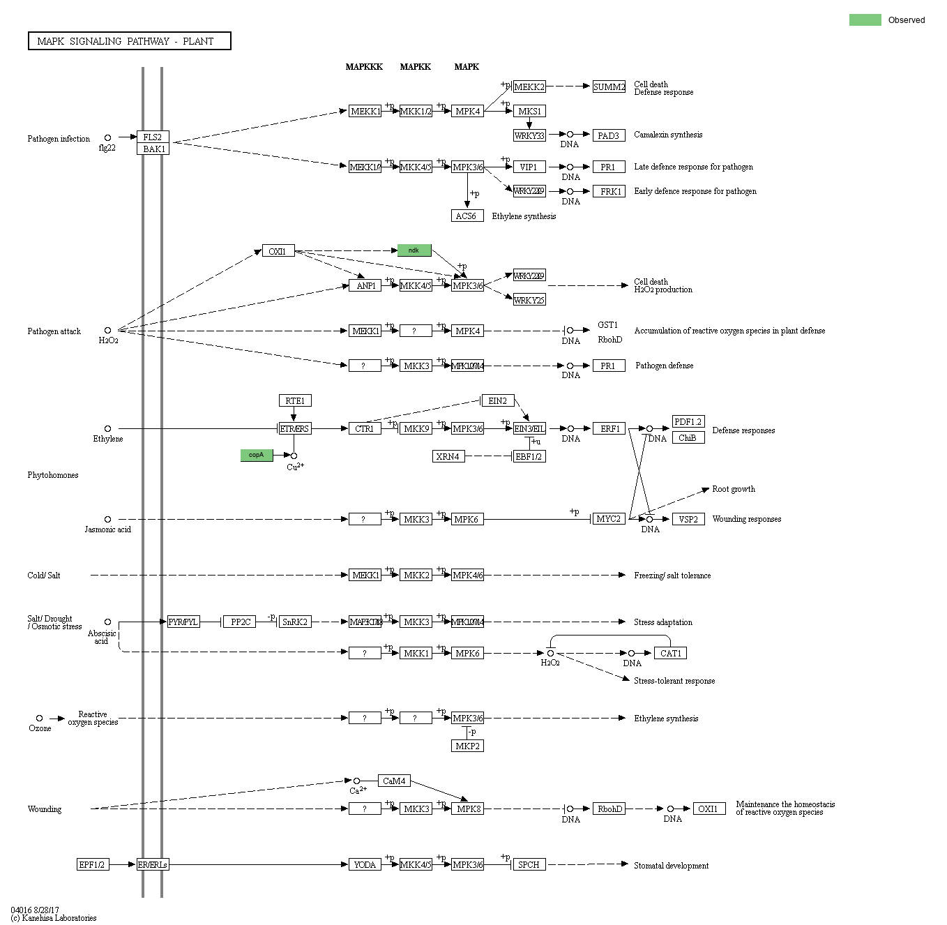 KEGG PATHWAY: MAPK signaling pathway - plant - Reference pathway