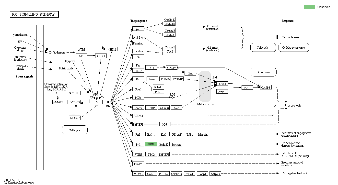 KEGG PATHWAY: p53 signaling pathway - Reference pathway