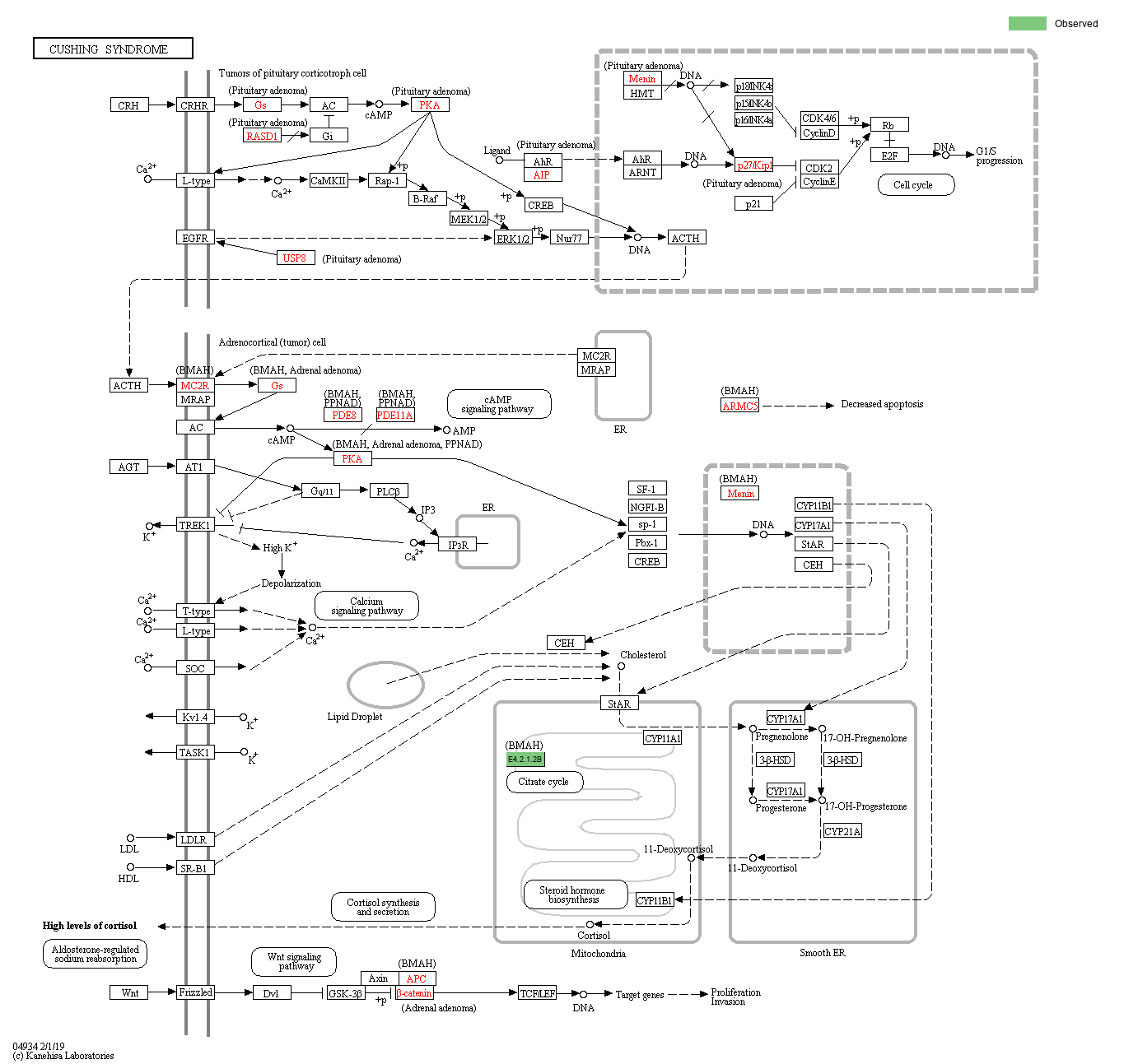 KEGG PATHWAY: Cushing syndrome - Reference pathway