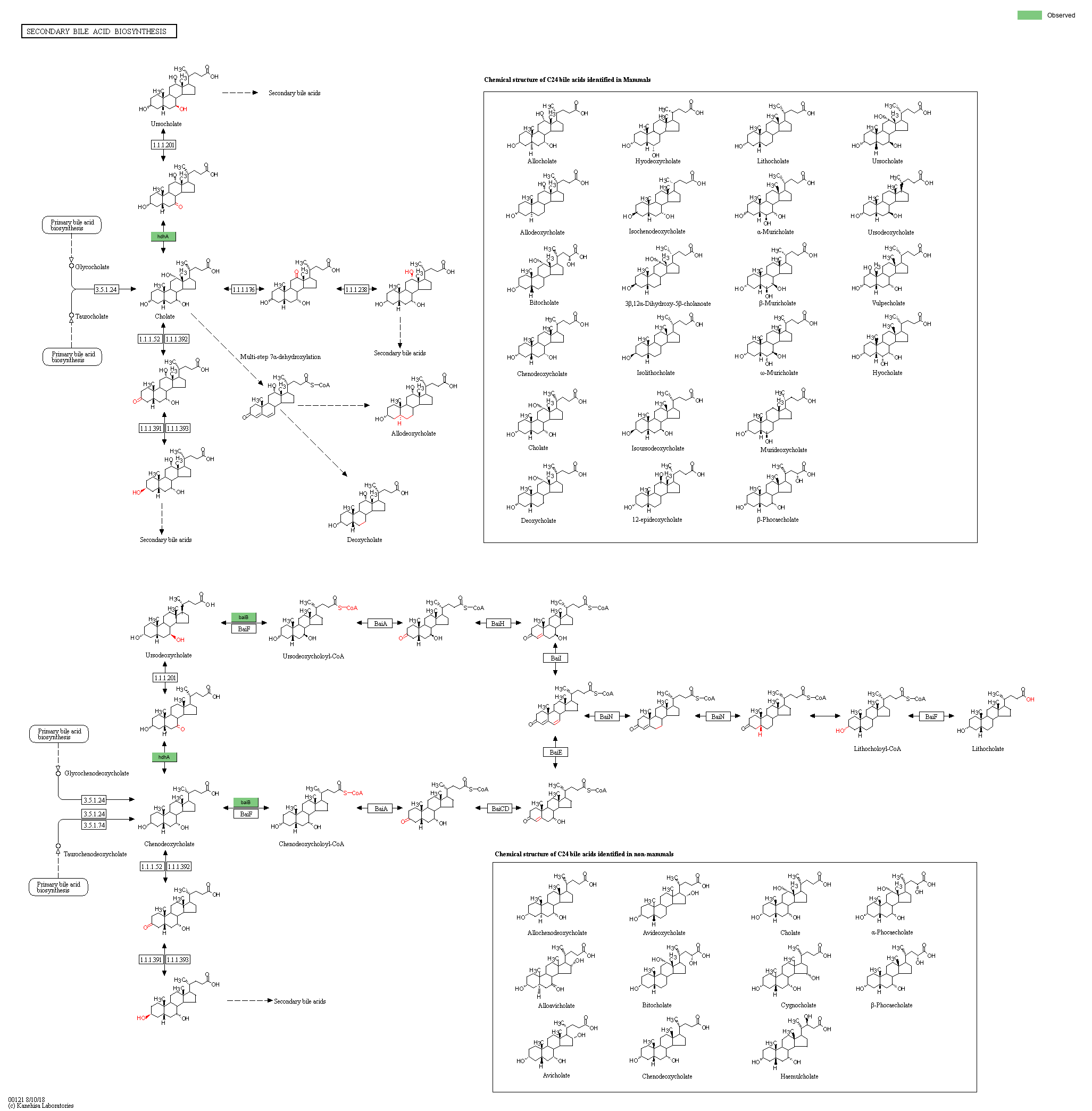 KEGG PATHWAY: Secondary bile acid biosynthesis - Reference pathway