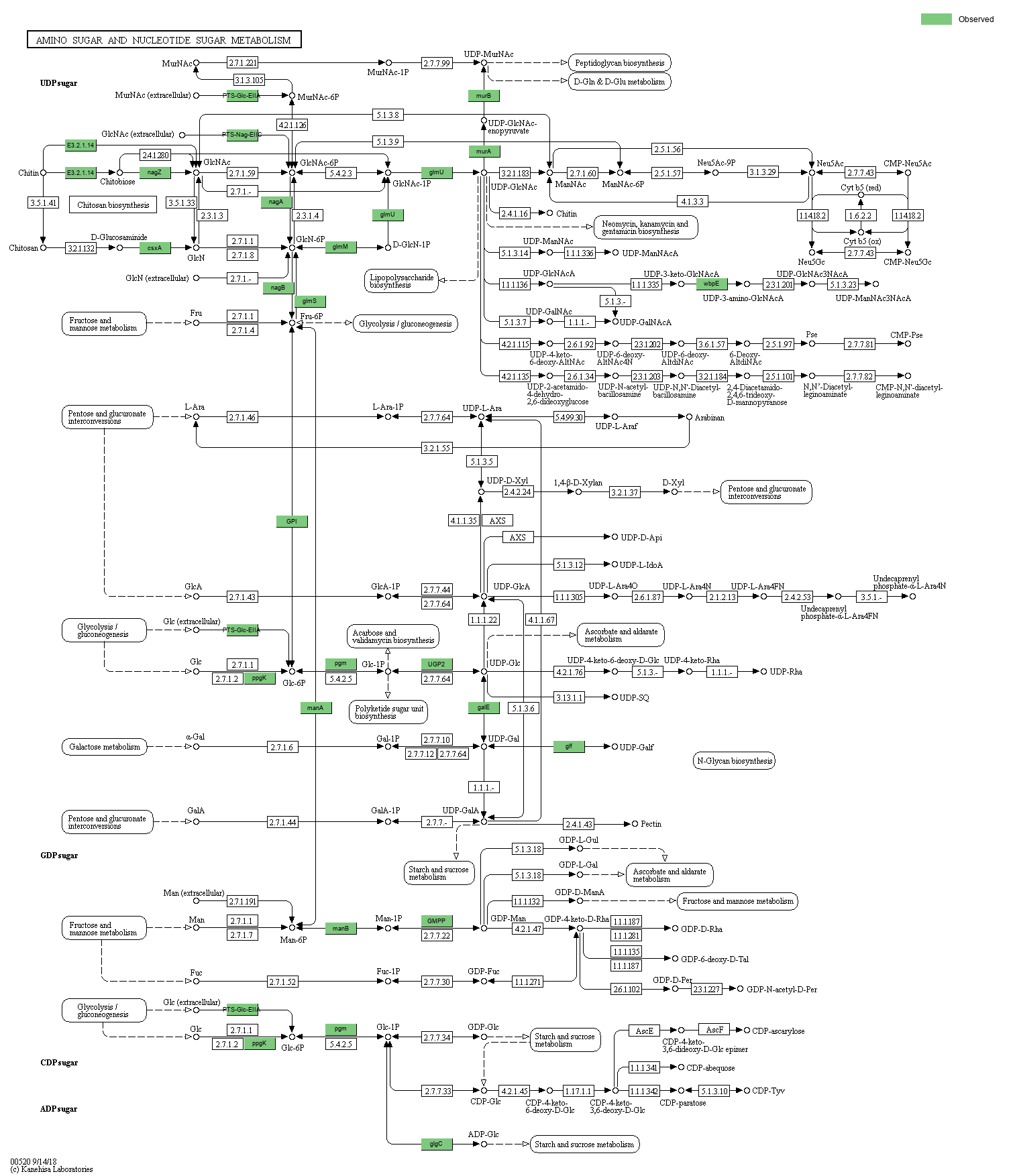 KEGG PATHWAY: Amino sugar and nucleotide sugar metabolism - Reference ...