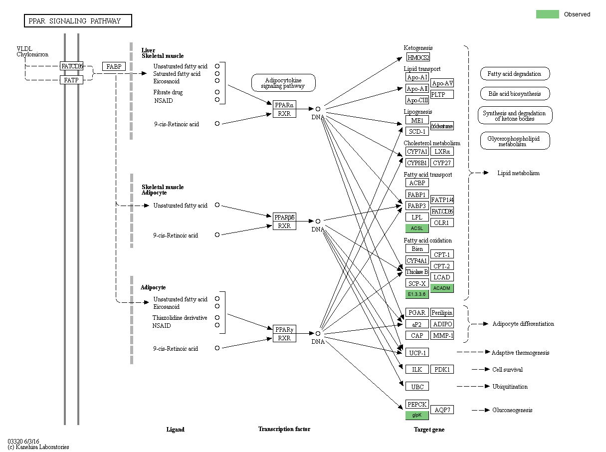 KEGG PATHWAY: PPAR signaling pathway - Reference pathway