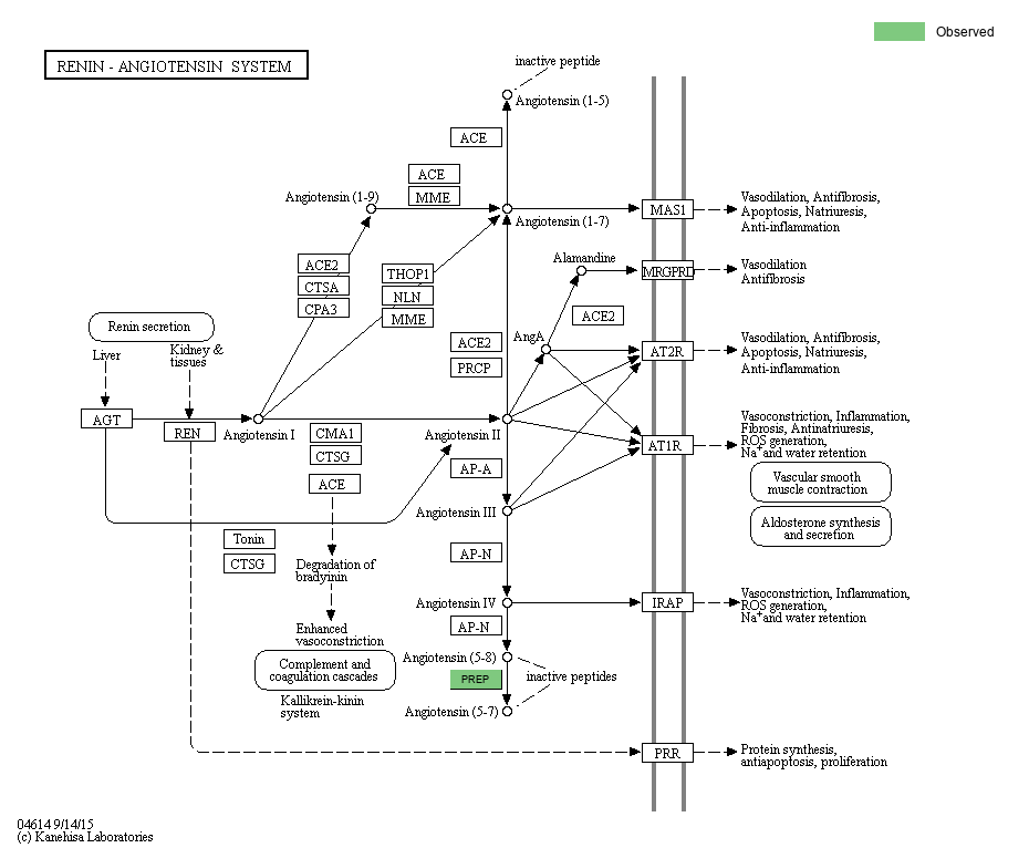 KEGG PATHWAY: Renin-angiotensin system - Reference pathway