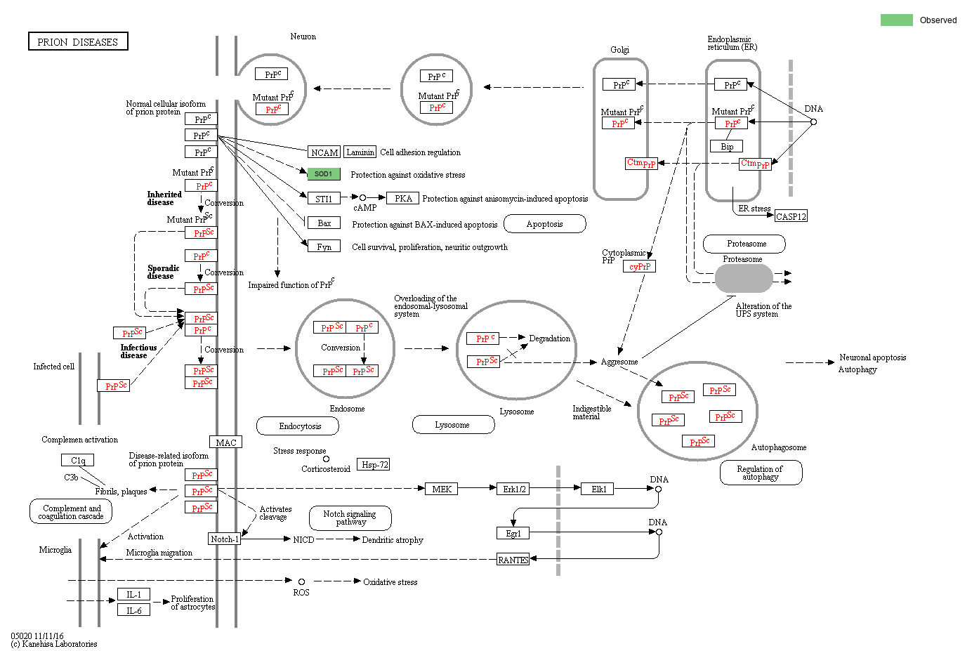 KEGG PATHWAY: Prion diseases - Reference pathway